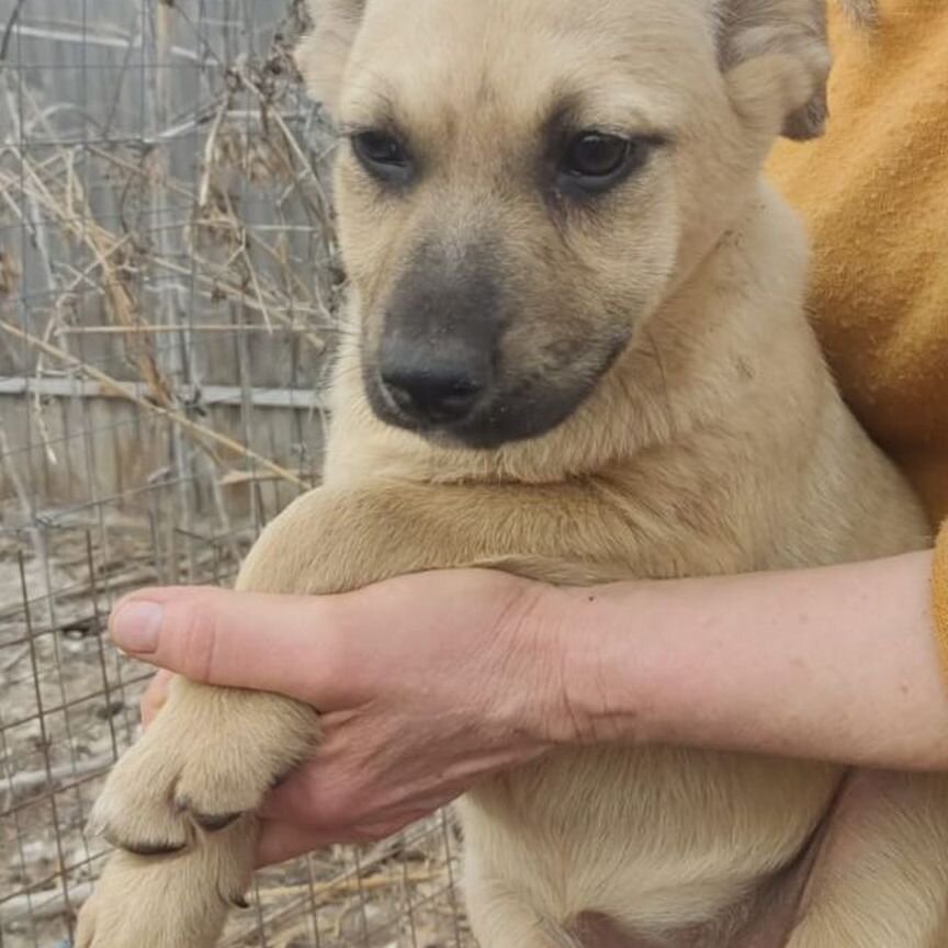 Веста ищет дом