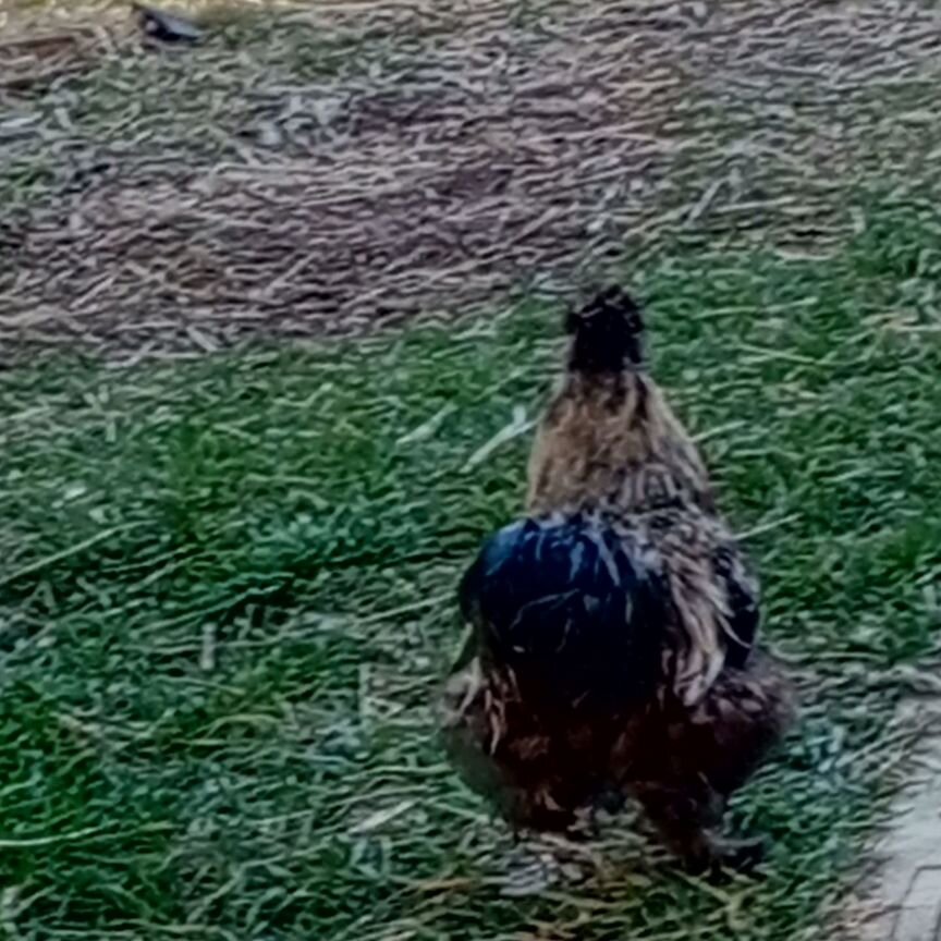 Продам петухов Силки