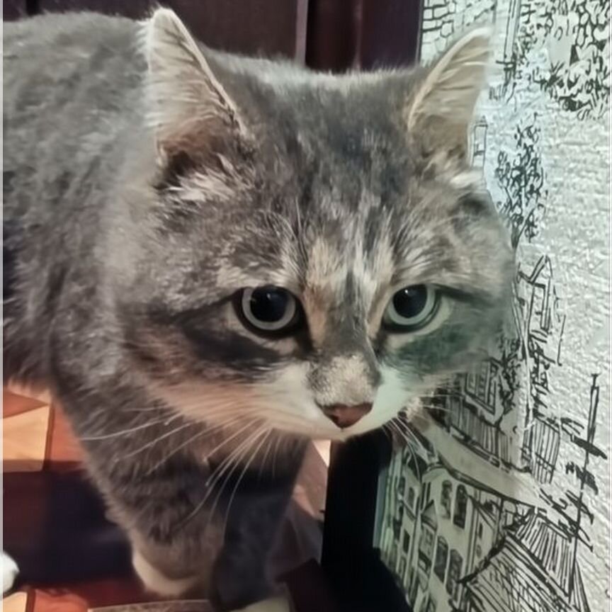 Норвежский лесной, взрослый кот