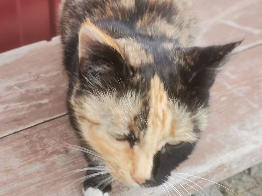 Котята и кошечка ищут дом, живут на улице