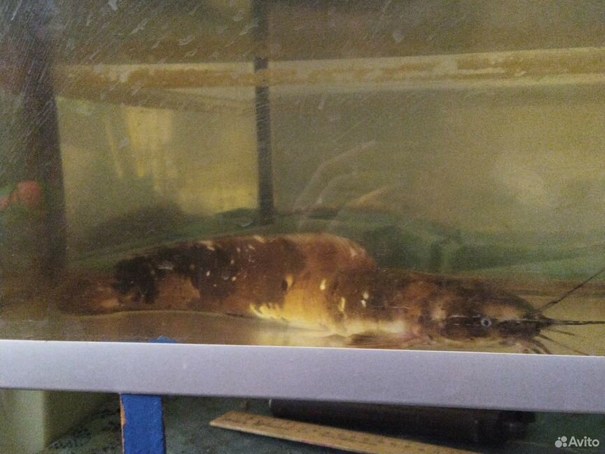 Сом мешкожабернвй 30 см бесплатно