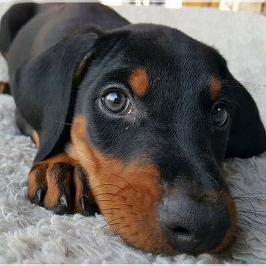 Кроличья такса, щенок