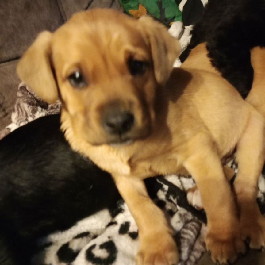 Щенок в добрые руки