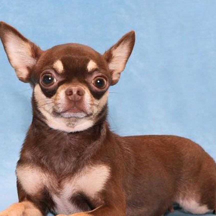 Девочка 10 мес