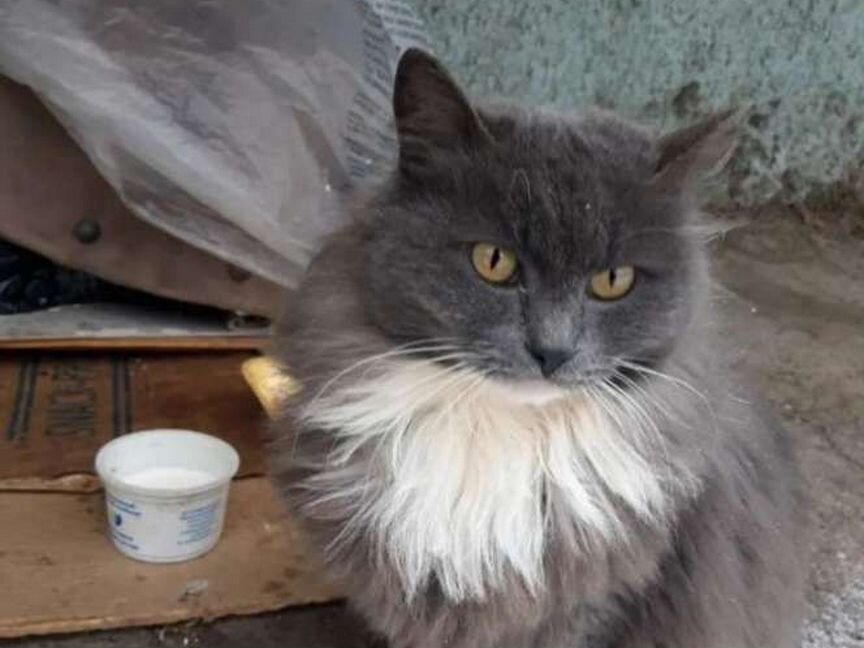 Зеленоглазая красавица в дом