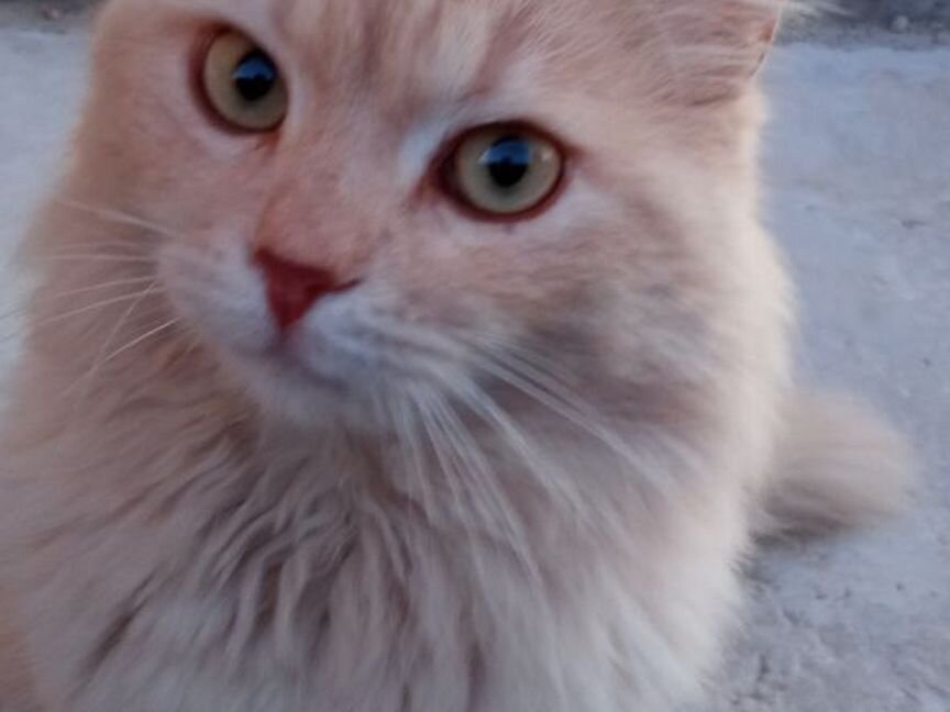 Помесь Сибирская кошка