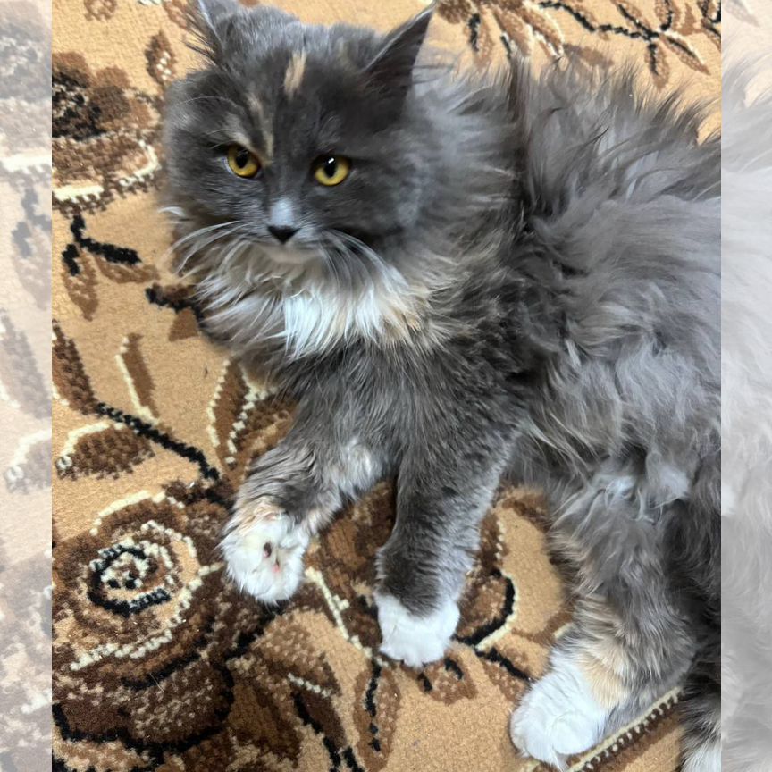 Британский длинношёрстный котёнок