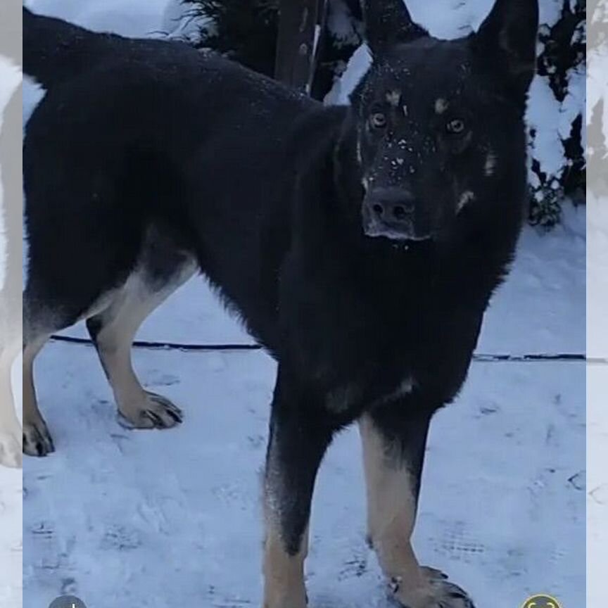 Немецкая овчарка, взрослый пёс