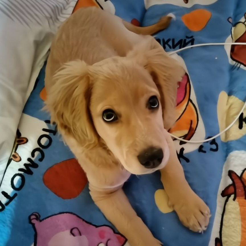 Английский кокер-спаниель, щенок