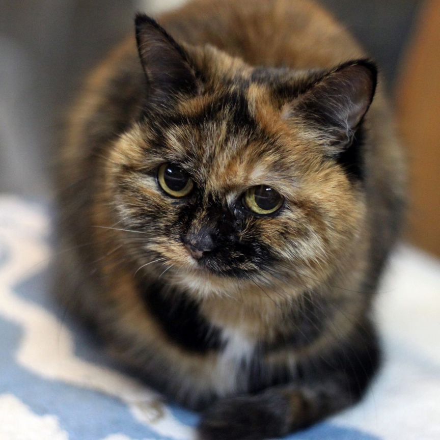 14 летняя кошка осталась одна