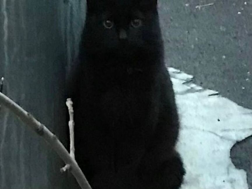 Черная кошка очень ищет дом