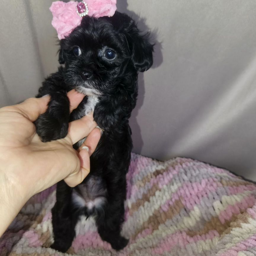 Мальтипу, щенок