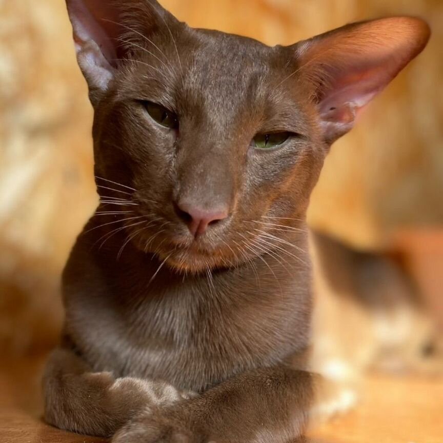 Ориентальная