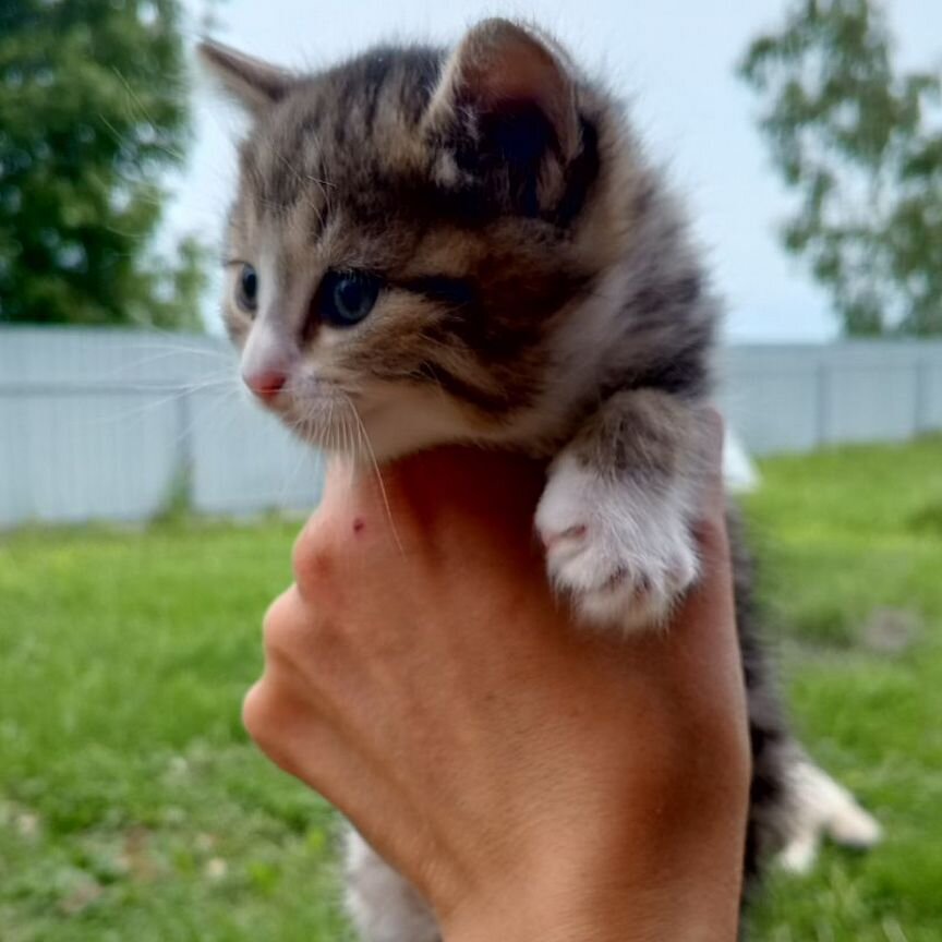Отдам котенка в добрые руки