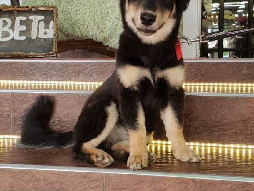 Жужу в добрые руки