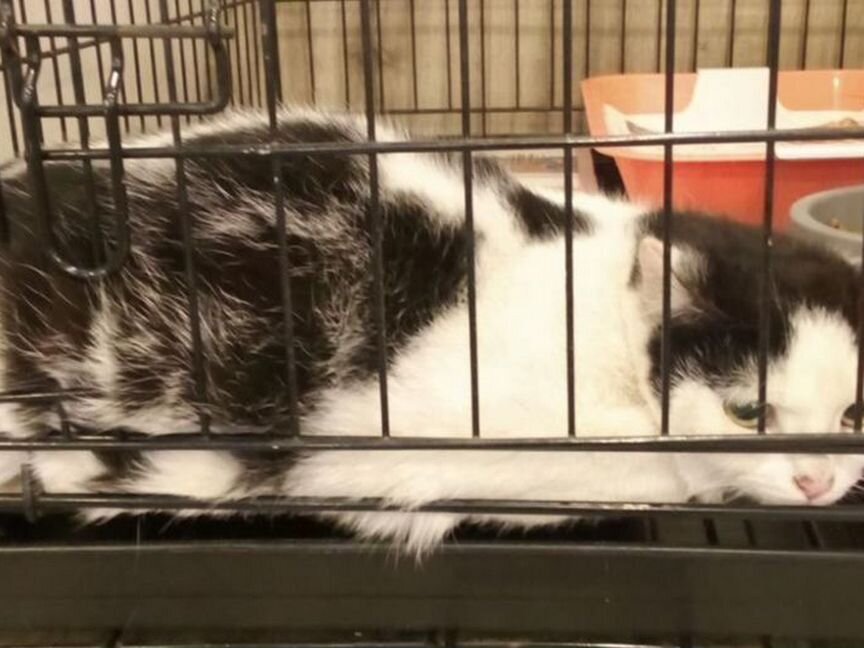 Кошки