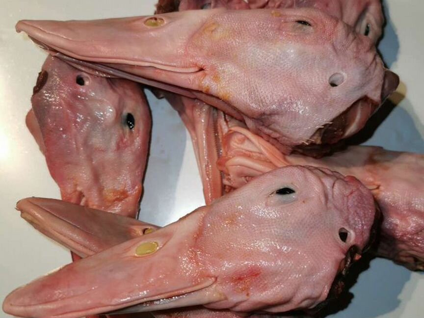 Головы утиные, шеи, трахеи, ноги