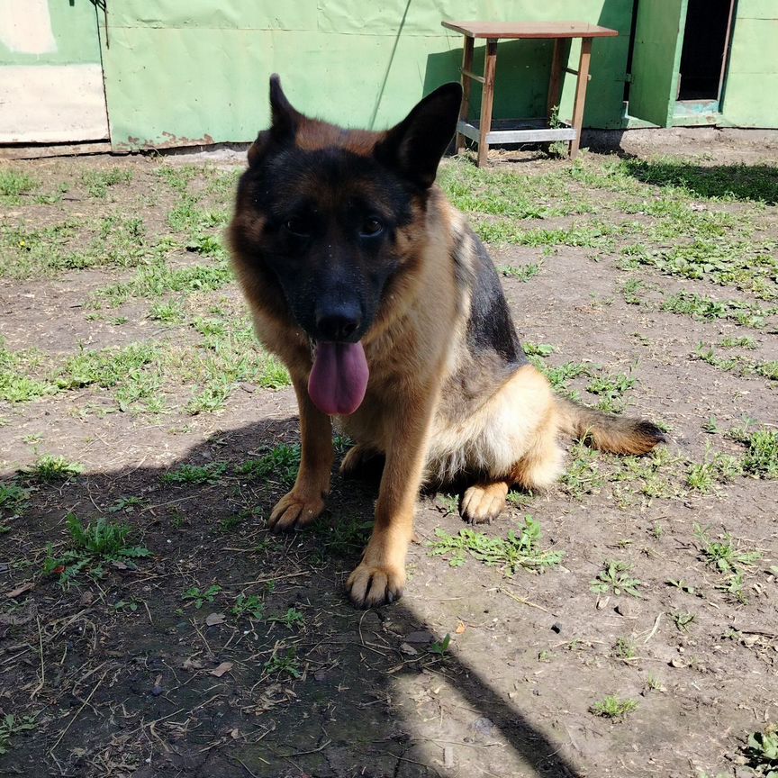 Немецкая овчарка