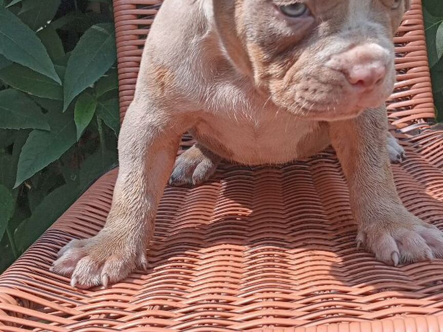 Американский булли