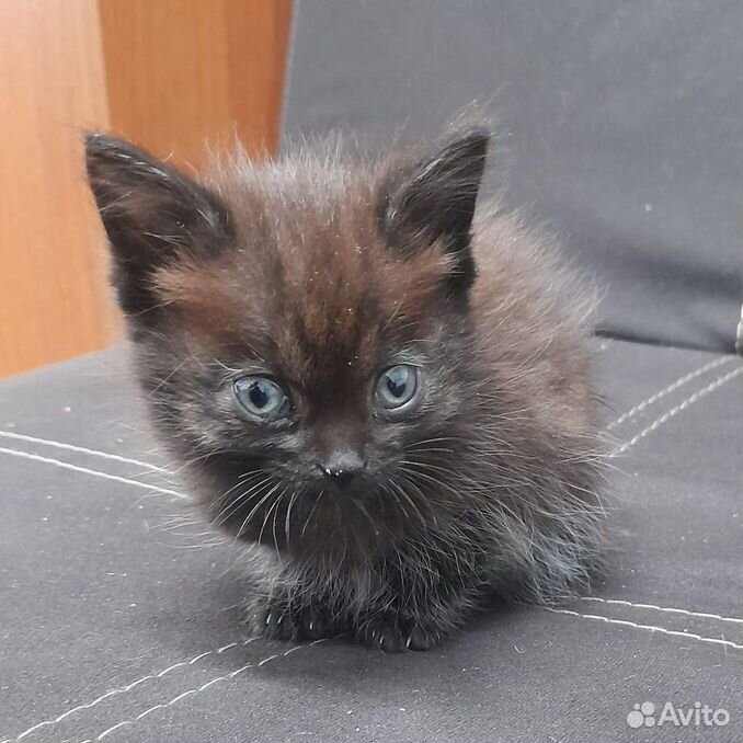 Крошечный котенок на стройке