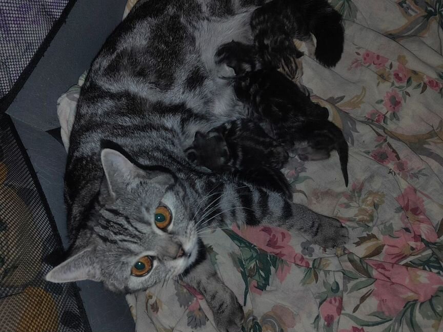 Шотландские мраморные котята