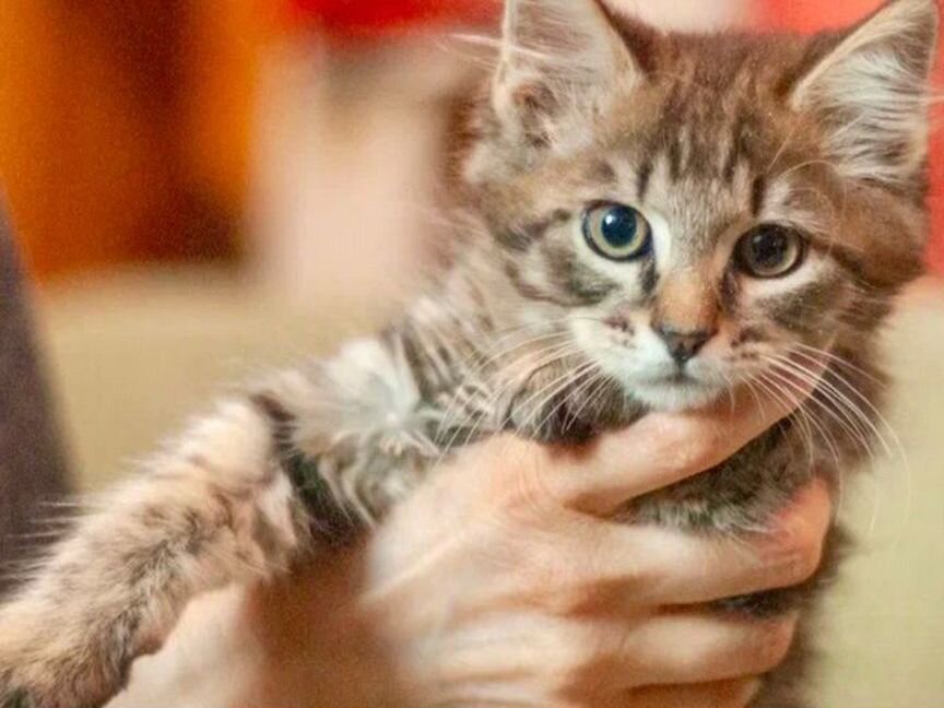 Малыш Марвел в поиске дома и любящих хозяев