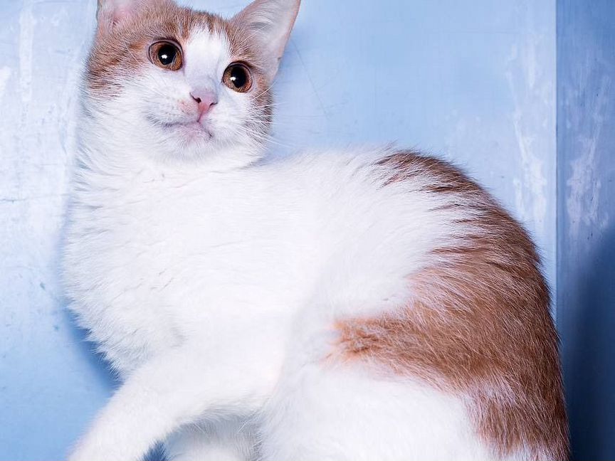 Красивая кошечка