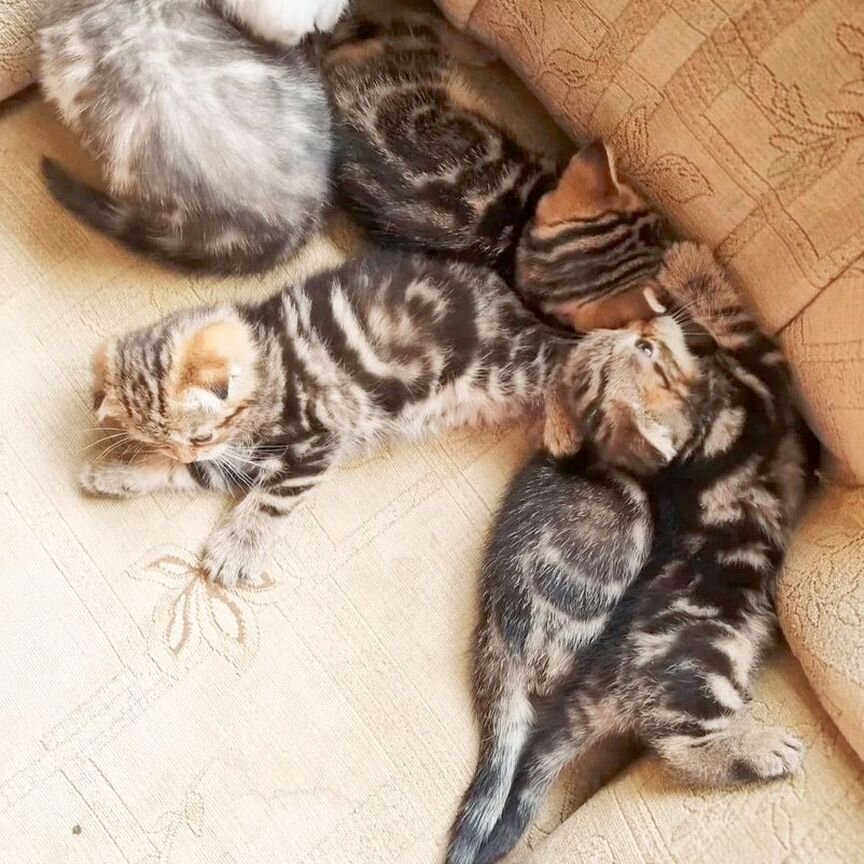Шотландские котята