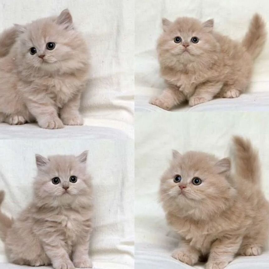 Плюшевая плюшка