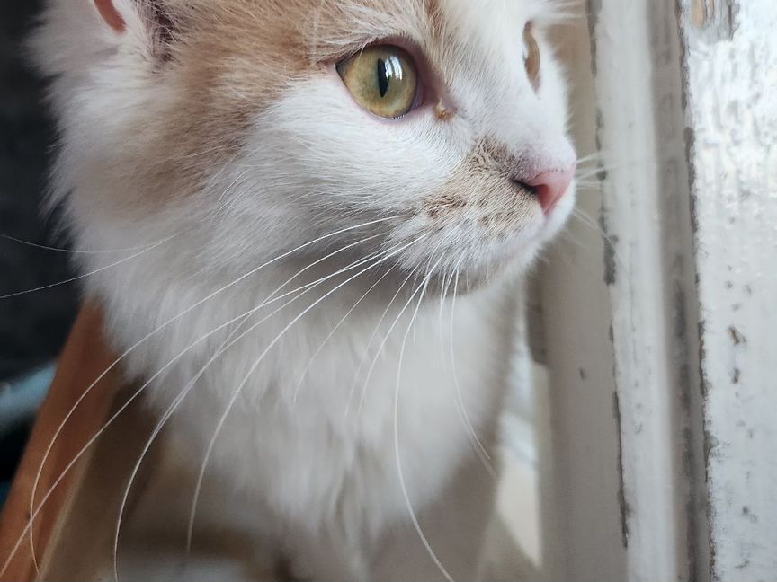 Кошка на усыновление