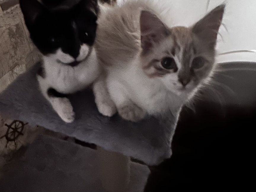 Котенок в добрые руки