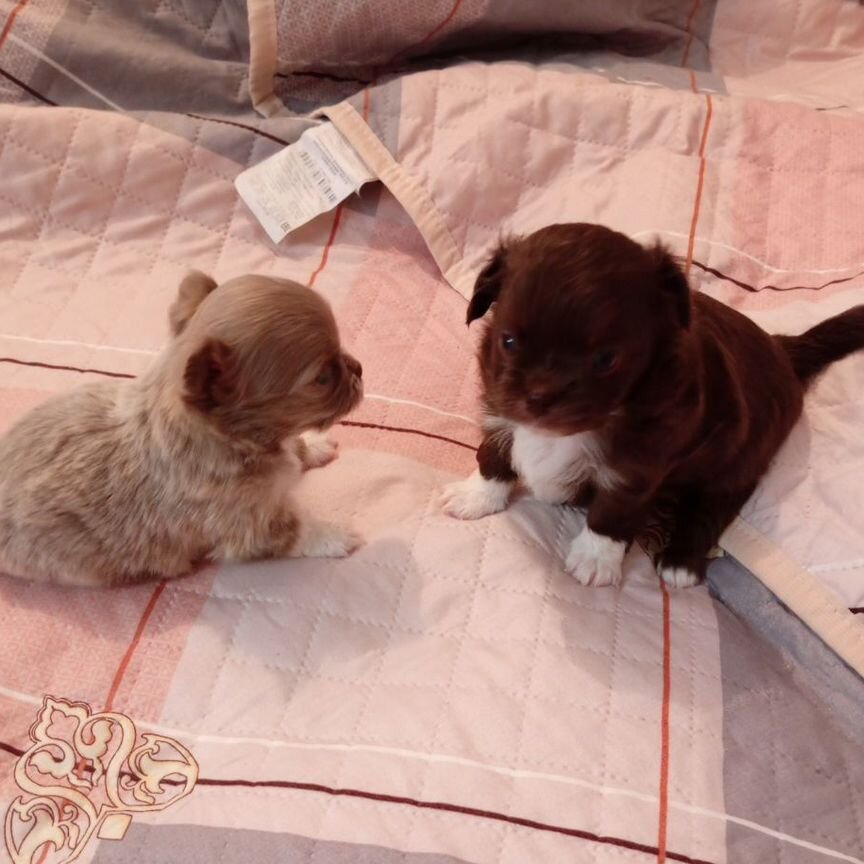 Собака чихуахуа