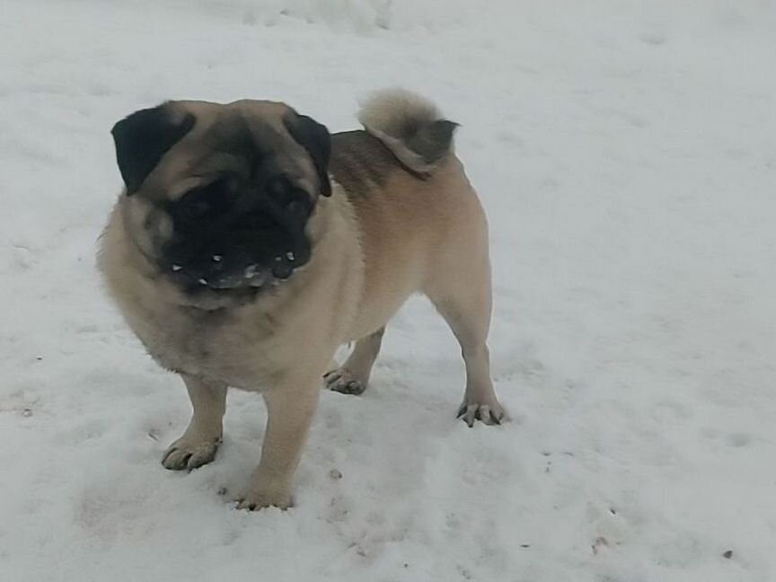 Мопсы продажа