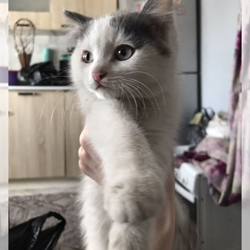 Котёнок в добрые руки