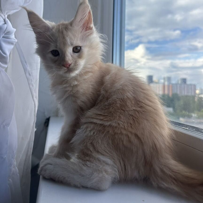 Мейн-кун котёнок