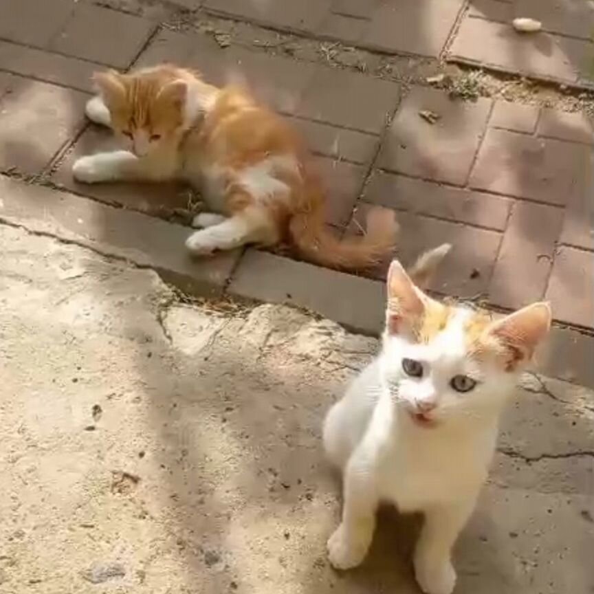 Котята около 2 месяцев