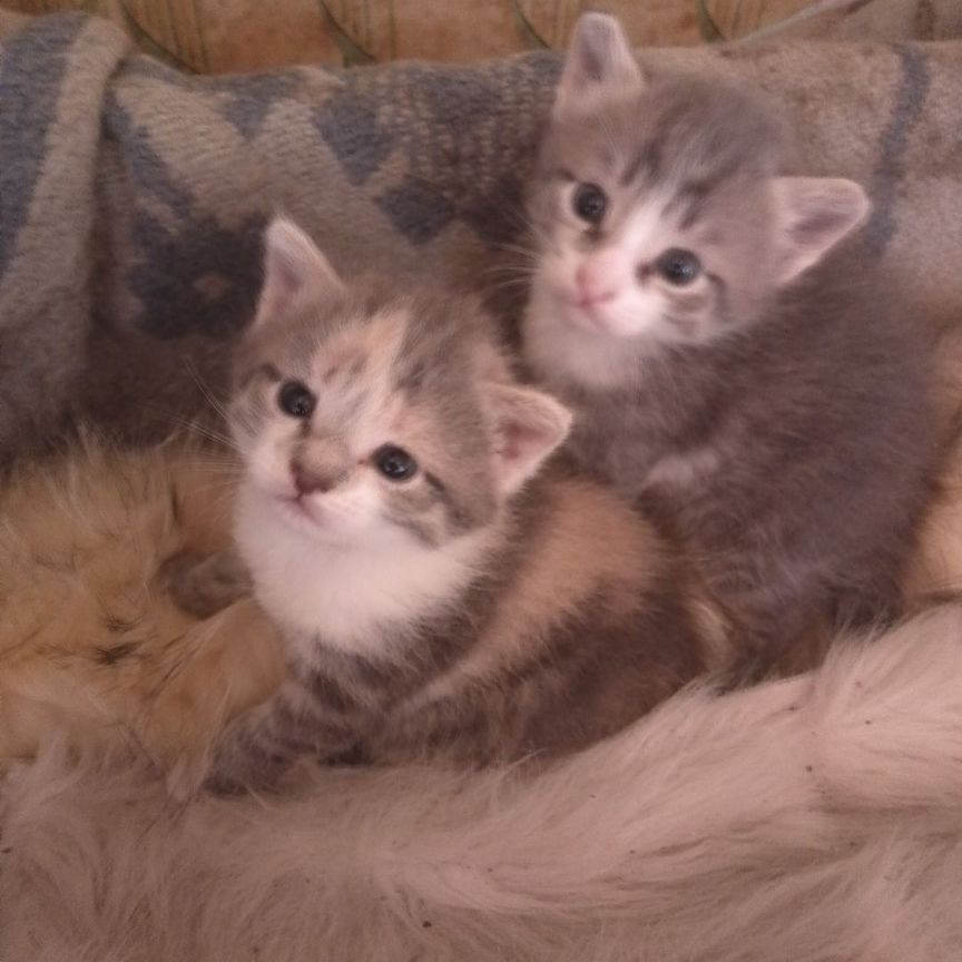 Котятки бесплатно