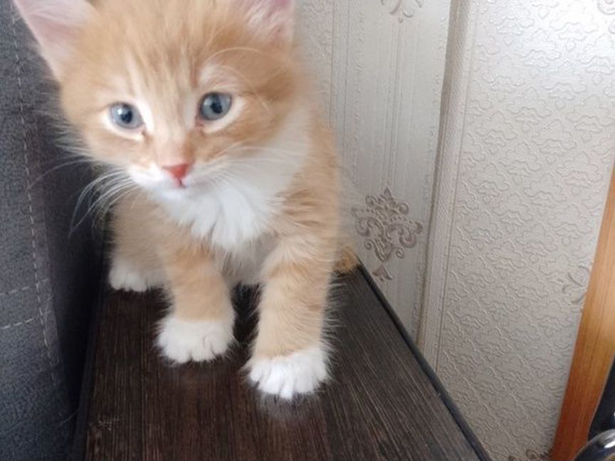 Отдам котенка в добрые руки 1.5 месяца,игривый, ла