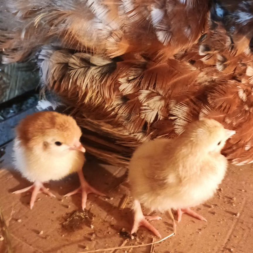 Цыплята несушки