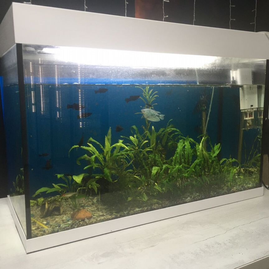 Аквариум на 150л с рыбками и живыми растениями