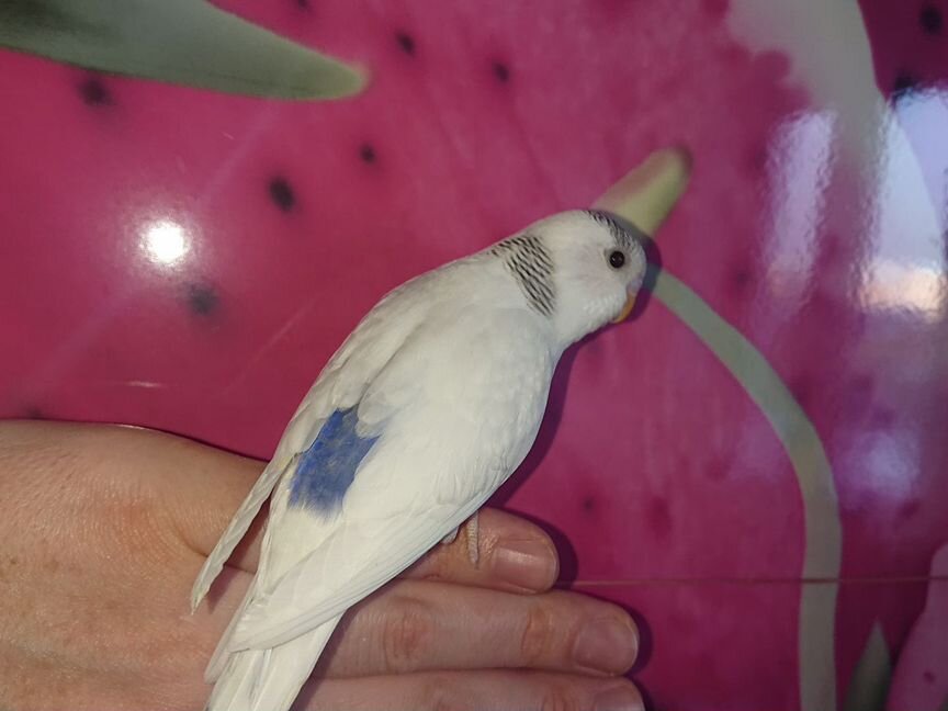 Волнистый попугай птенцы