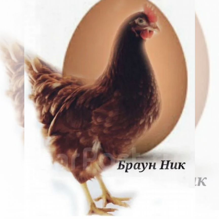 Несушки Браун Ник