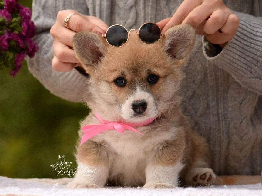 Шикарная девочка вельш корги пемброк