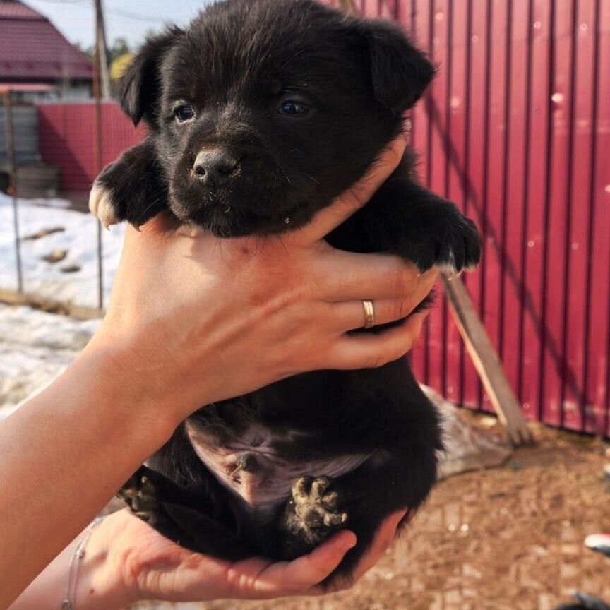 Щенок в добрые руки