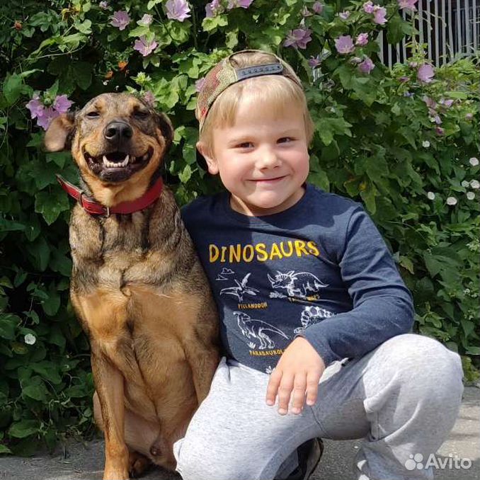 Пёс с человечными глазами