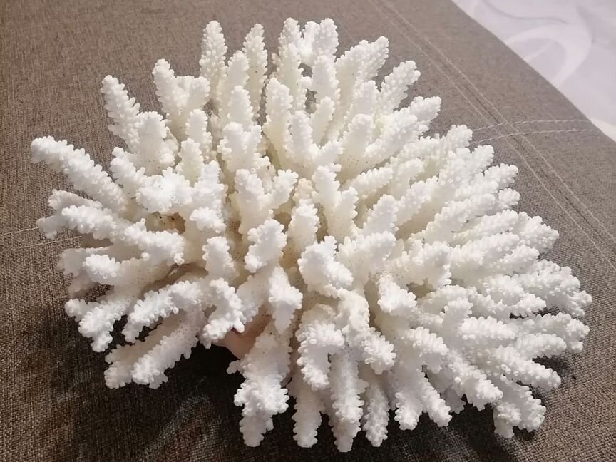 Морской коралл