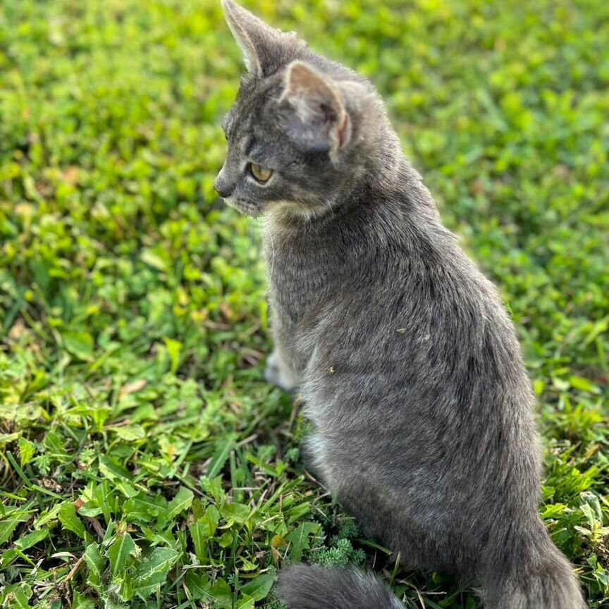 Котенок мальчик в добрые руки. Бесплатно