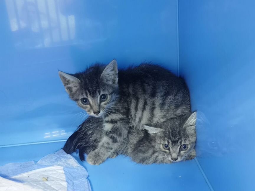 2 котенка сестрички ждут свою маму