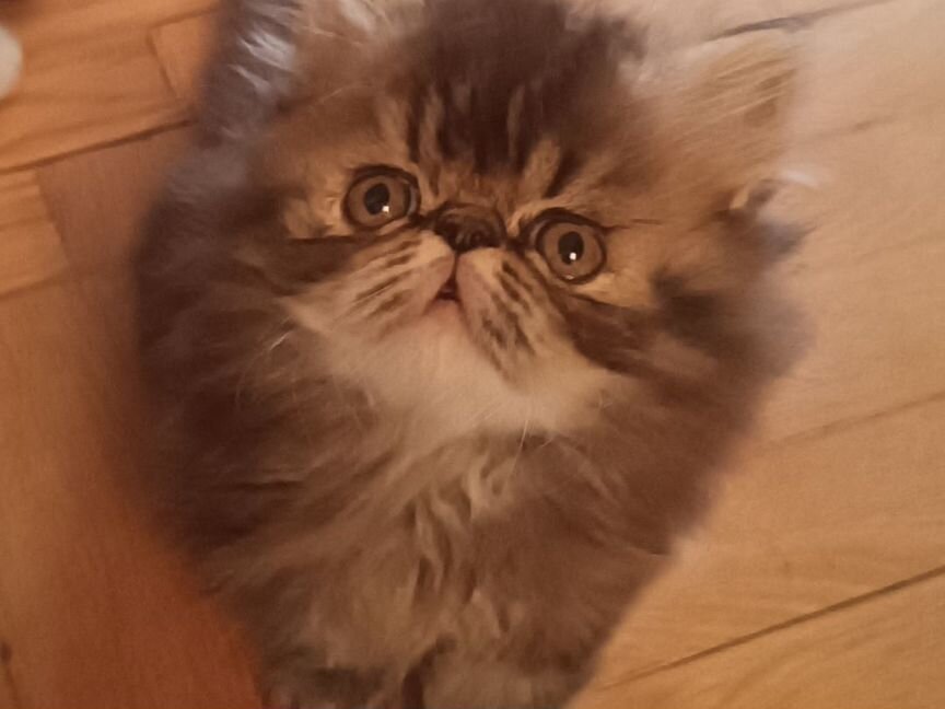 Персидский котик 1.5 мес