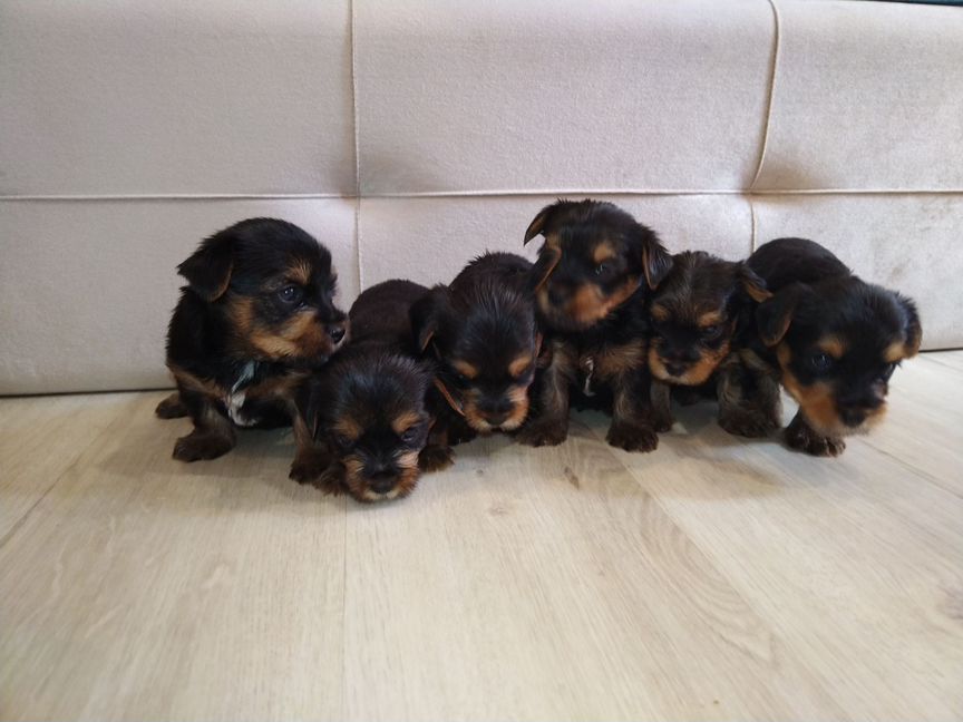 Щенки йоркширского терьера